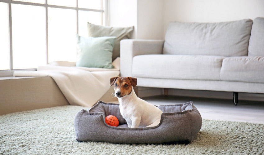 How to Choose the Best Dog Bed Size for Your Pup — Concord Pet Foods ...