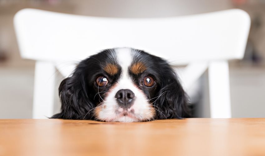 What We Need To Know About Feeding Dogs Table Scraps — Concord Pet ...