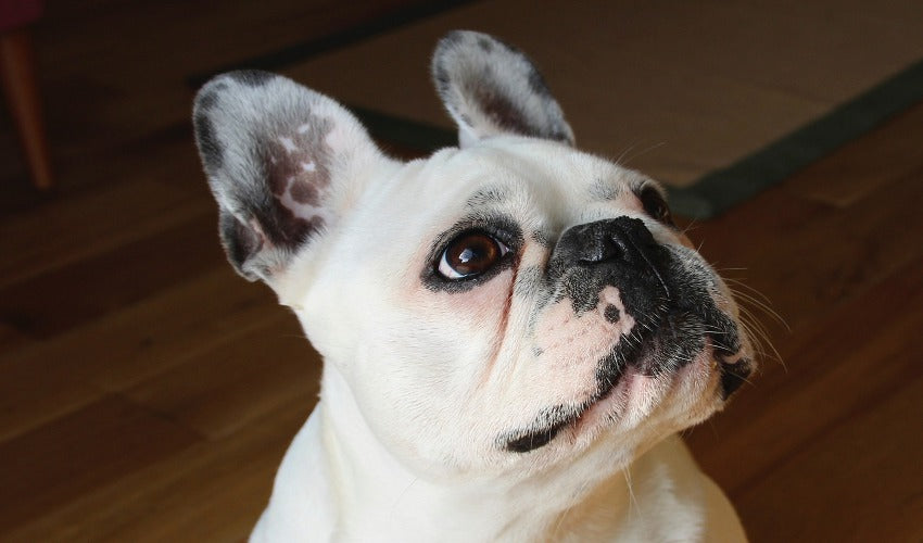 Dog Begging Prevention Tips — Concord Pet Foods & Supplies| Delaware ...