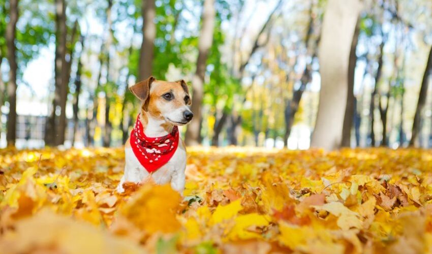 Fall Pet Safety Tips — Concord Pet Foods & Supplies| Delaware ...