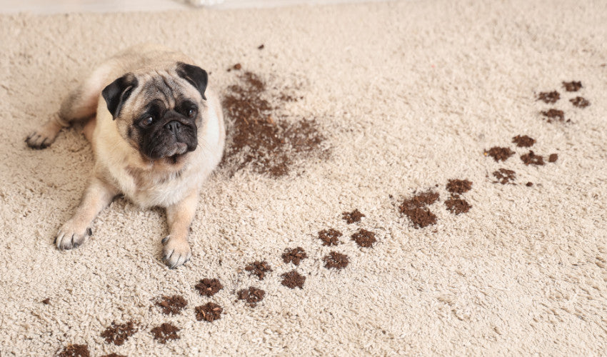 Mud, Puddles, and Paws: Keeping Pets Clean During Early Spring ...