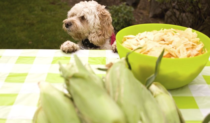 Cookouts: Food and Pet Safety — Concord Pet Foods & Supplies| Delaware ...