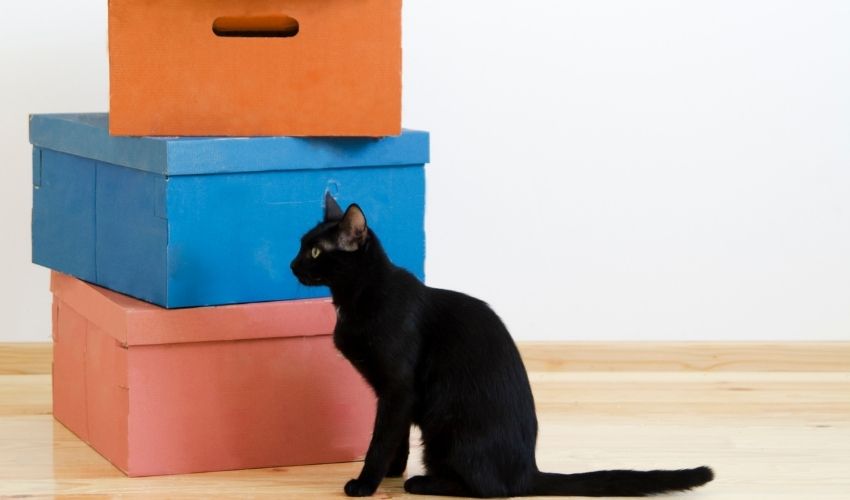 Tips for Moving to a New Home With a Cat — Concord Pet Foods & Supplies ...