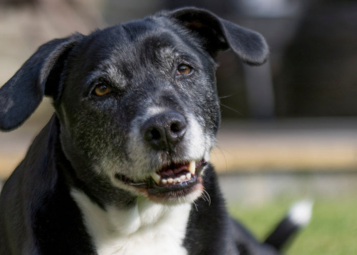 Concord Pet Foods: Shop Orijen, Merrick, Acana, Natural Balance & more ...