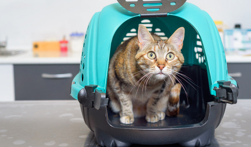 Safety First: Pet Disaster Preparedness Tips to Keep Your Furry Friend ...